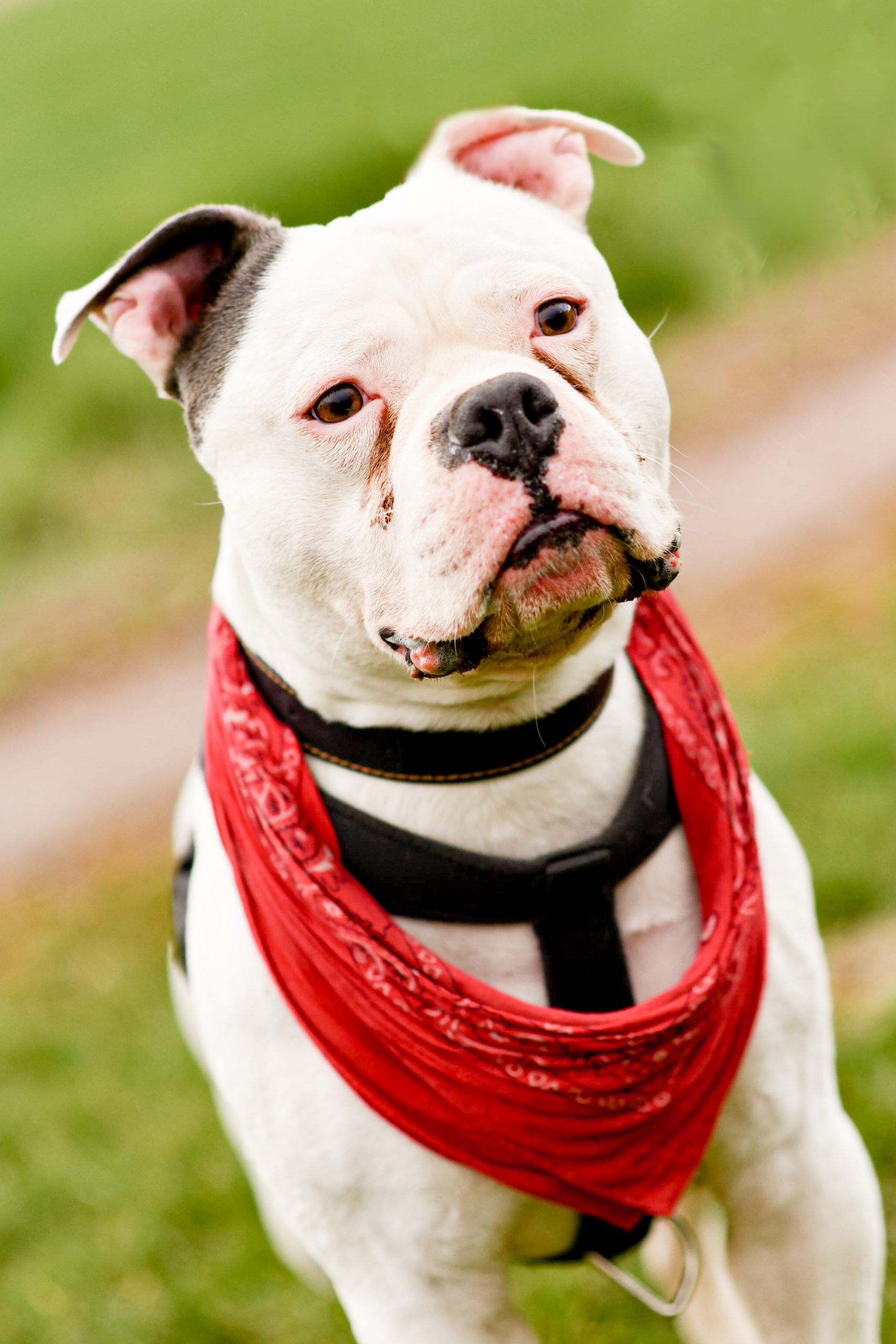 Handicap-Hunde und Freunde e. V. - Zuhause gesucht
