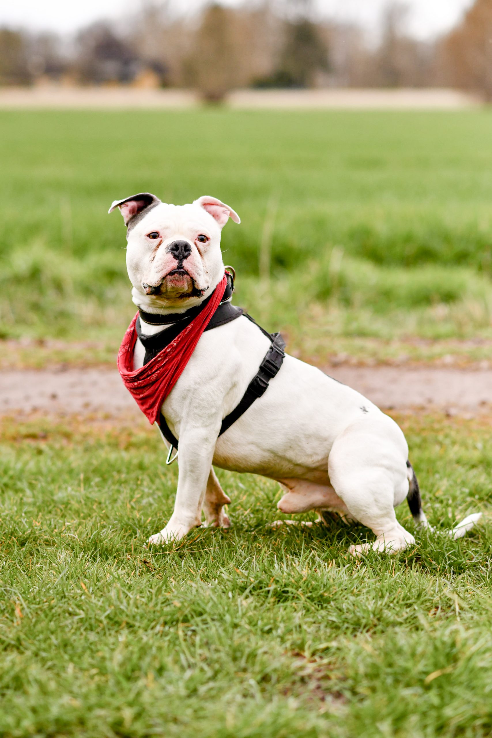 Handicap-Hunde und Freunde e. V. - Zuhause gesucht