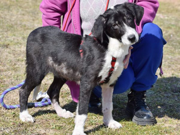 Handicap-Hunde und Freunde e. V. - Zuhause gesucht