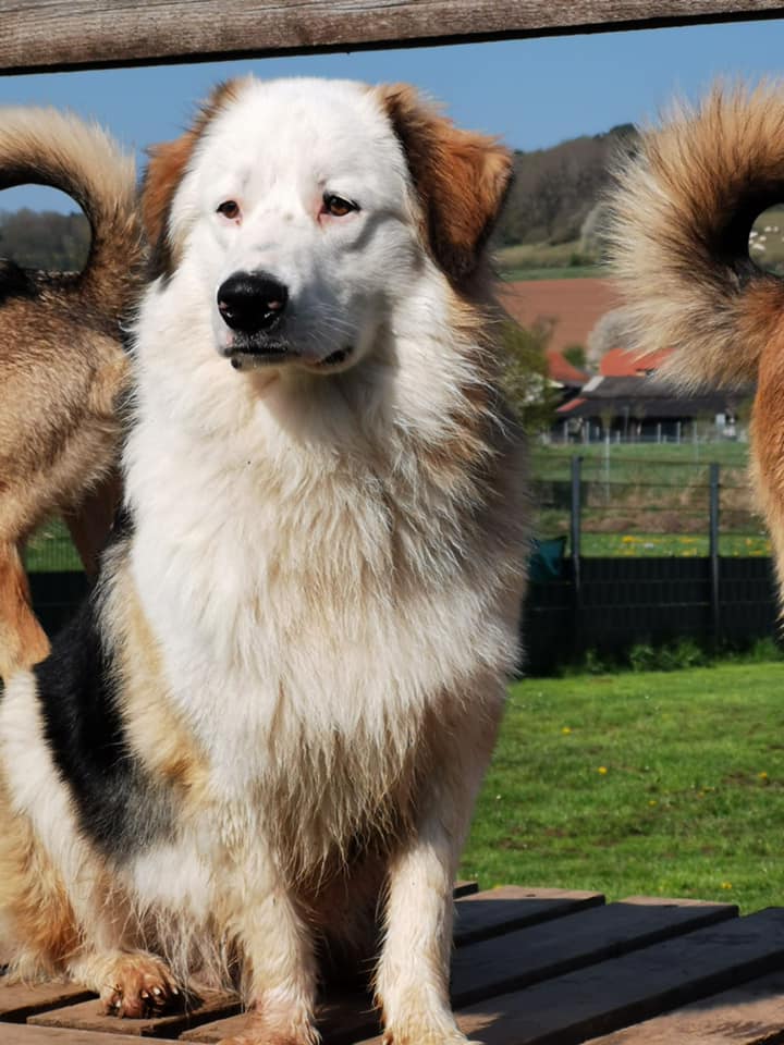 Handicap-Hunde und Freunde e. V. - Zuhause gesucht