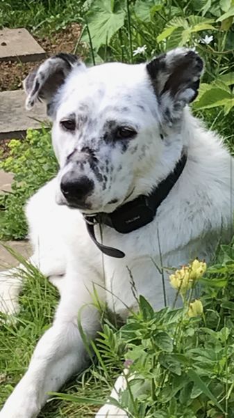 Handicap-Hunde und Freunde e. V. - Zuhause gesucht