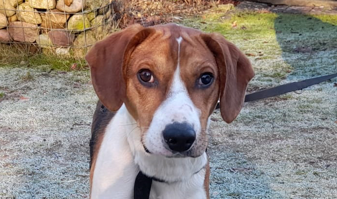 Handicap-Hunde und Freunde e. V. - Zuhause gesucht