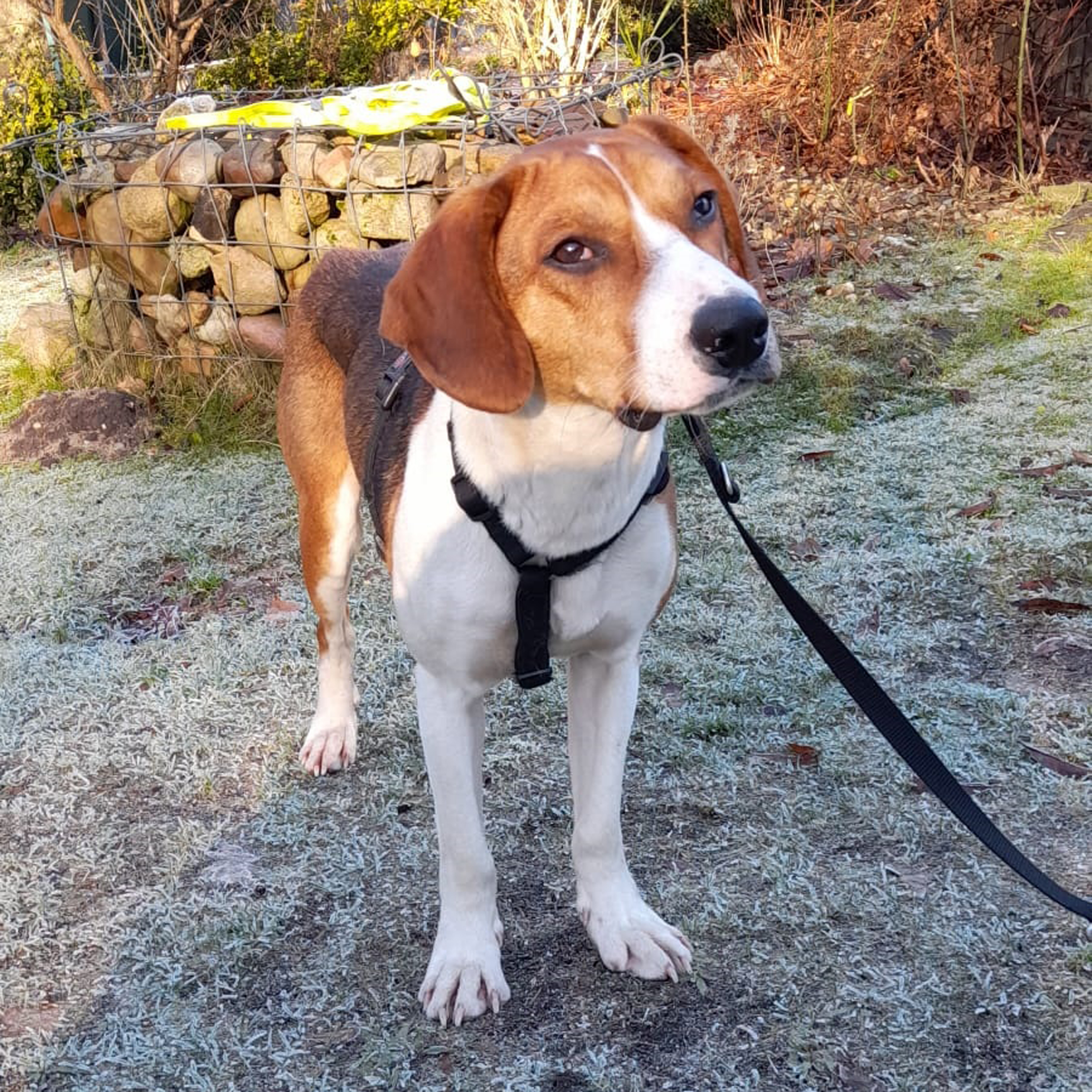 Handicap-Hunde und Freunde e. V. - Zuhause gesucht