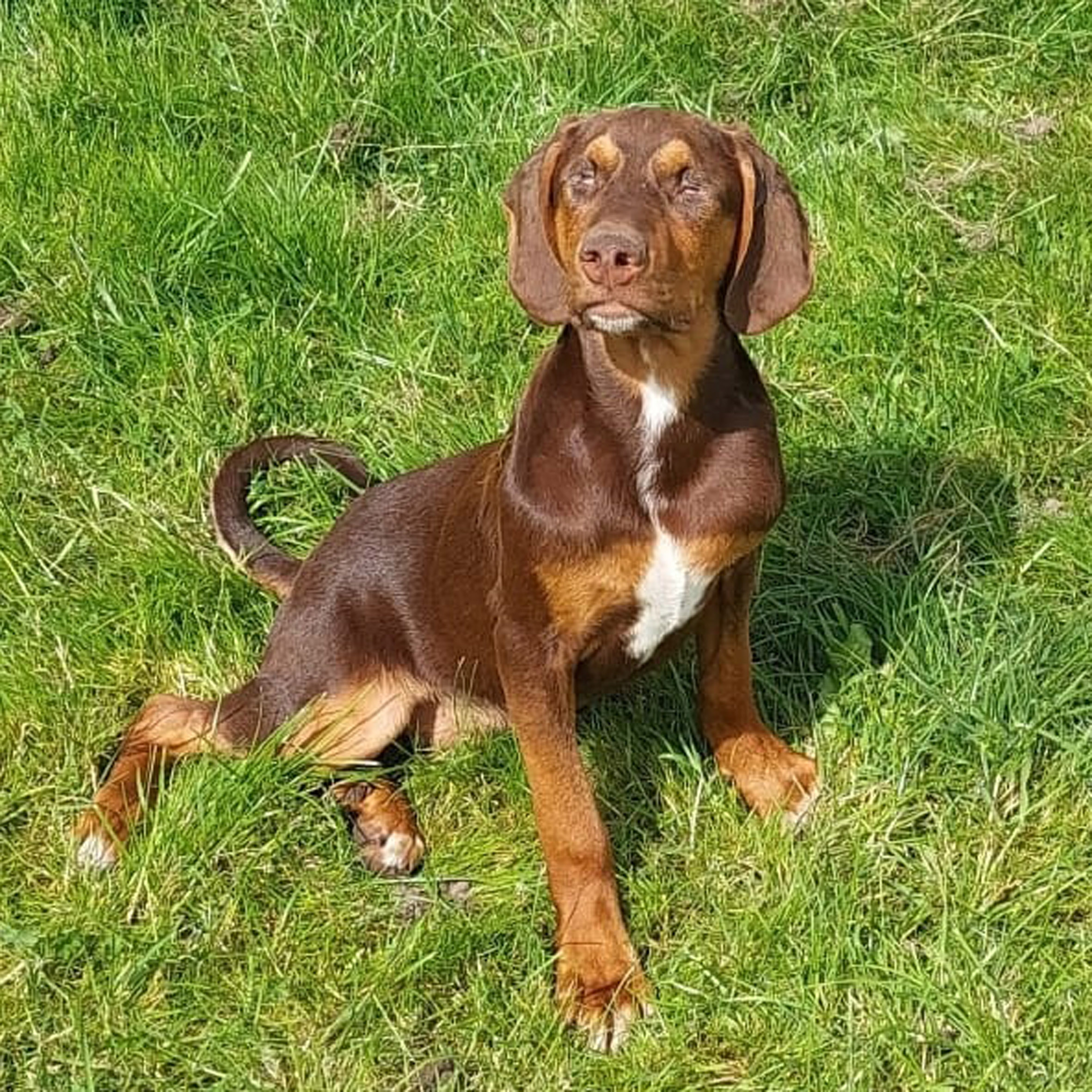 Handicap-Hunde und Freunde e. V. - Zuhause gesucht